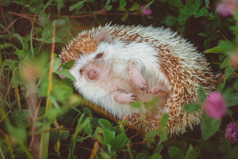 Hedgehog Lying in Grass on Its Back Looking Cute Stock Photo - Image of ...