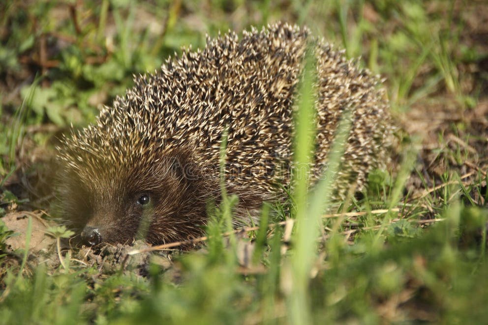 Hedgehog stock photo. Image of watching, green, grass - 50990414