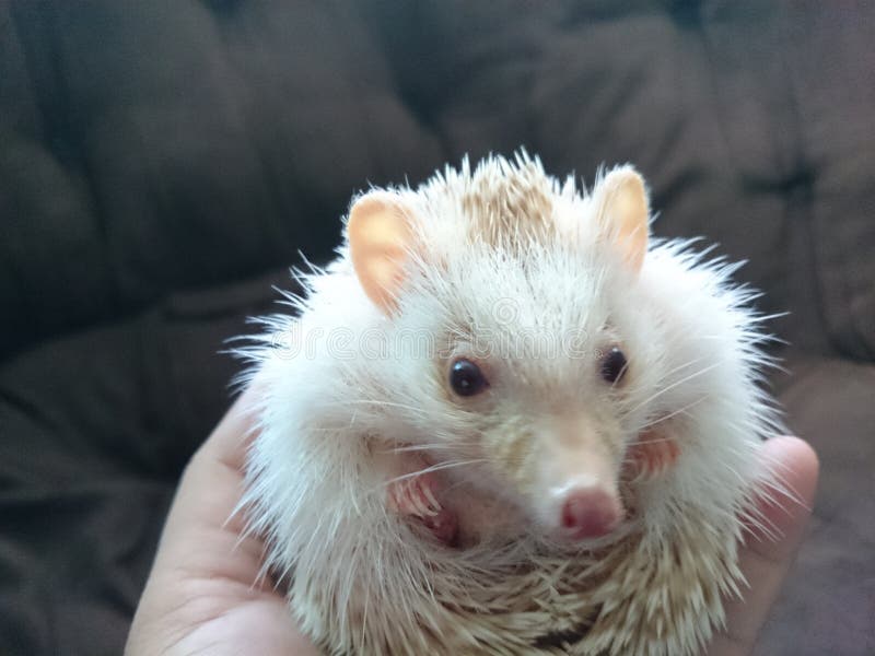 Hedgehog stock photo. Image of mypet, hedgehog, love - 47680094