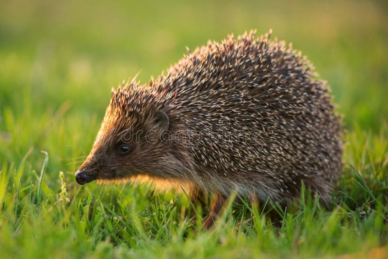 Hedgehog in Natural Habitat in Beautiful Evening Light Stock Image ...