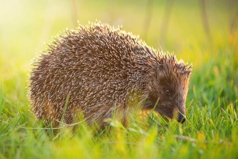 Hedgehog in Natural Habitat in Beautiful Evening Light Stock Image ...