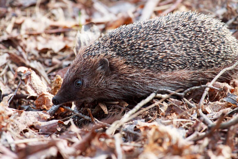 Hedgehog in Natural Woodland Habitat, Emerging from Hibernation in ...