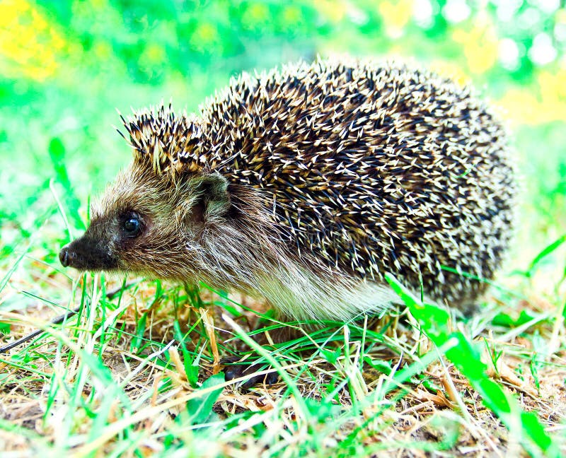 Hedgehog in nature stock photo. Image of front, life - 22567498