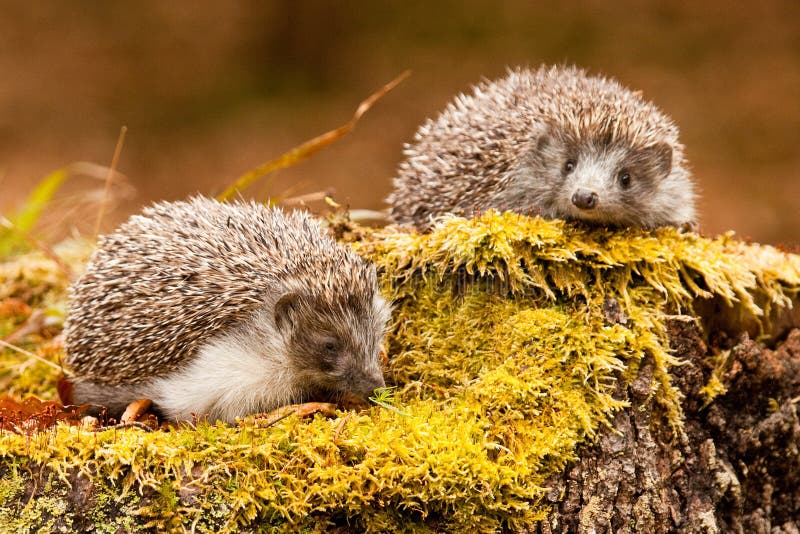 Hedgehog stock photo. Image of forest, details, nature - 89274504