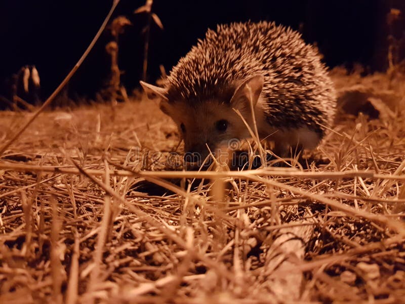 Hedgehog stock photo. Image of night, hedgehog, closeup - 125677190