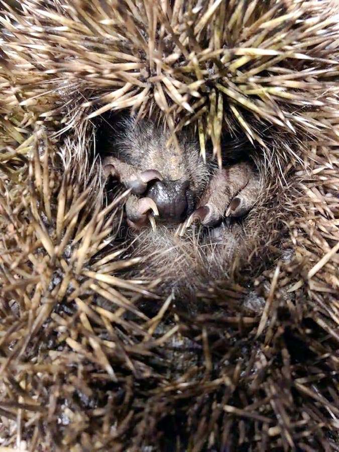 A hedgehog in the night stock image. Image of wild, cute - 181099063