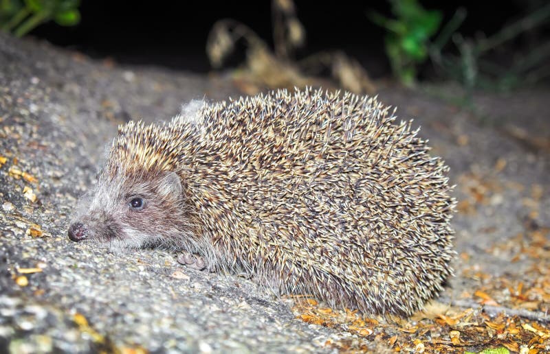 Hedgehog at Night stock photo. Image of whitebreasted - 151441864