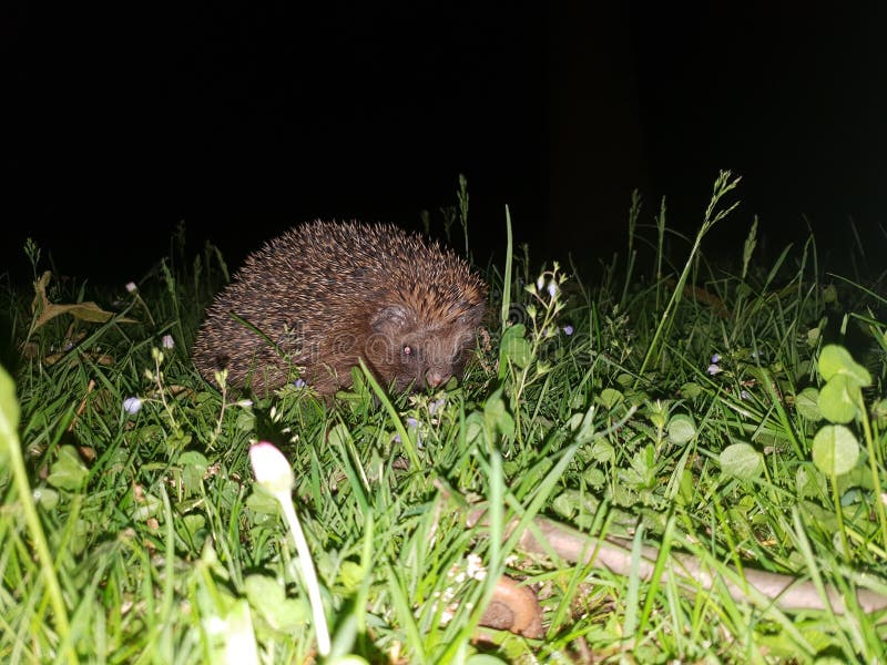 Hedgehog at night stock photo. Image of live, point, black - 21142192