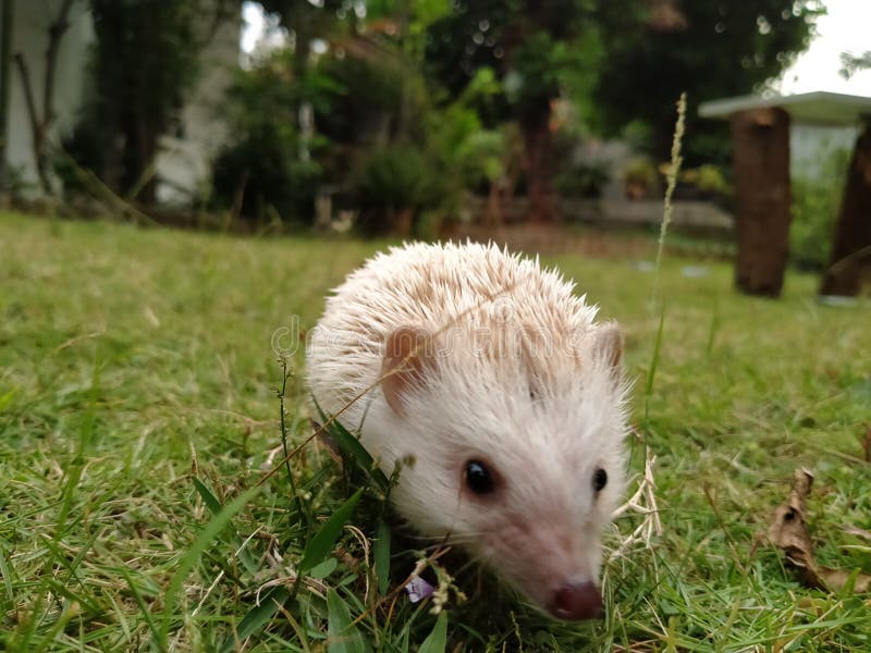 Hedgehog Playing on Grass Field Stock Photo - Image of quills, backyard ...