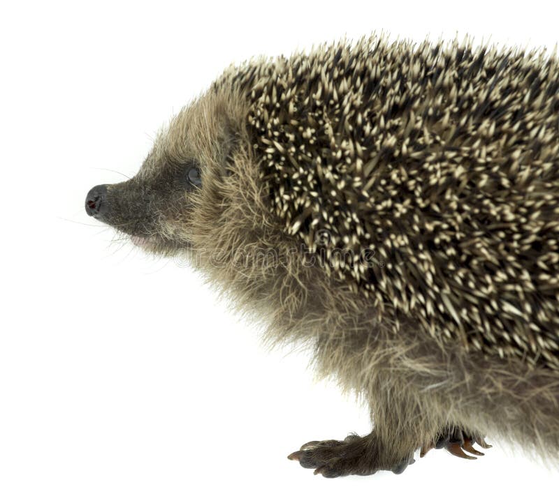 Hedgehog portrait stock image. Image of handsome, hairy - 22637497