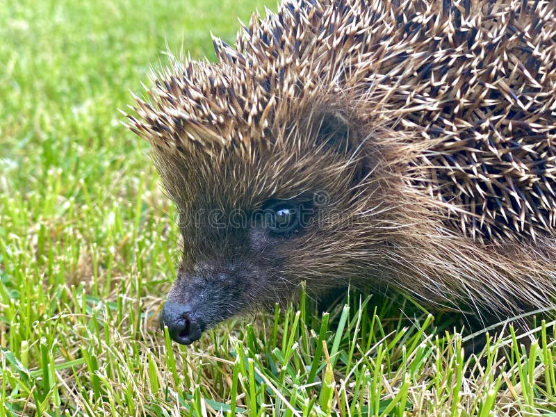 Hedgehog portrait stock photo. Image of close, closeup - 183874948
