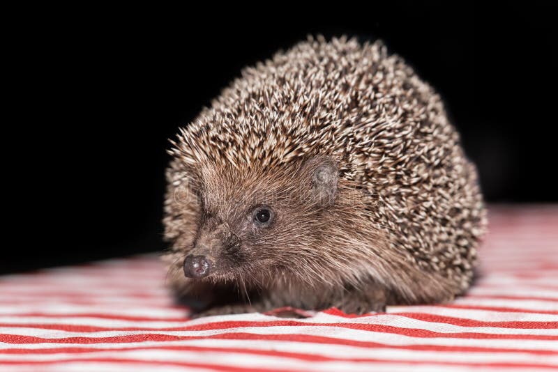 Hedgehog. the Prickly Mammal is a Hedgehog. Stock Image - Image of ...