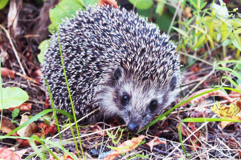 Hedgehog stock image. Image of peace, park, walks, prickly - 98731141