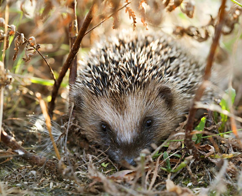 Hedgehog relaxing stock image. Image of hedgehog, killer - 272870237