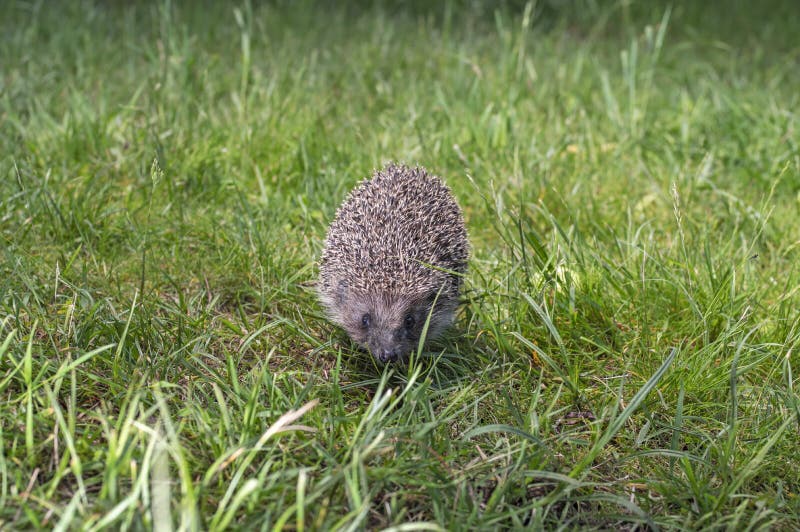 Hedgehog Run on the Green Grass, Front View Stock Image - Image of ...