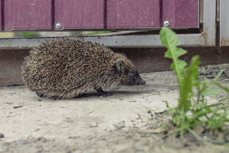 Hedgehog Running on Asphalt Stock Photo - Image of road, grass: 149471960