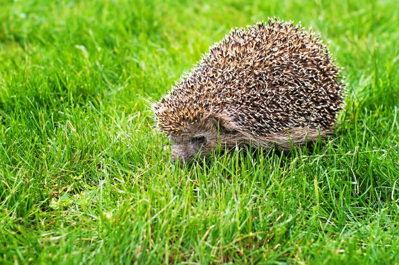 Cute Hedgehog Running On The Green Grass Stock Photo - Image of escape ...