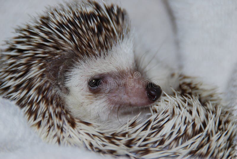 Hedgehog stock photo. Image of scary, mouth, mammal, creature - 58793530