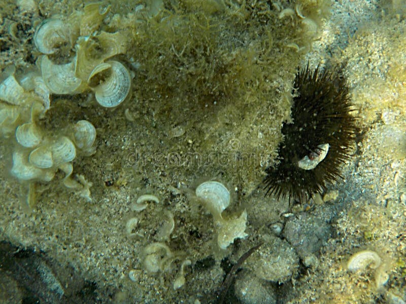 Hedgehog stock photo. Image of diving, submarin, ocean - 74277878