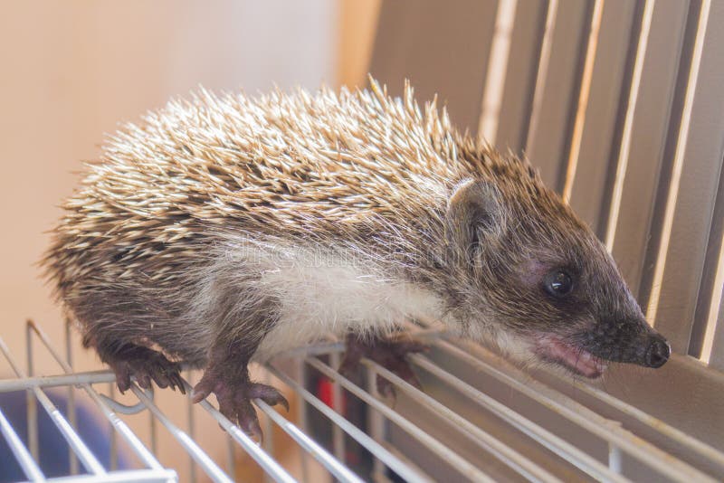 Hedgehog in the cage stock photo. Image of wooden, play - 50286378