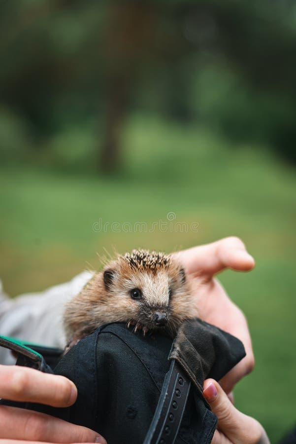 Hedgehog Sitting in the Hands Stock Photo - Image of muzzle, hedgehog ...