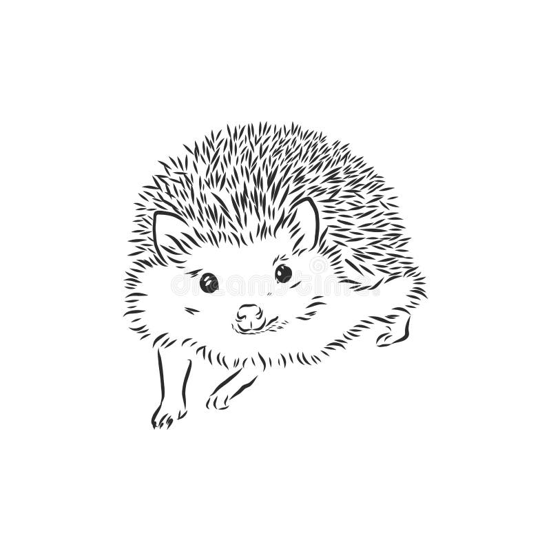 Hedgehog Sketch Drawing Isolated on White Background, Hedgehog, Vector ... Hedgehog Sketch Drawing Isolated on White Background, Hedgehog, Vector ...