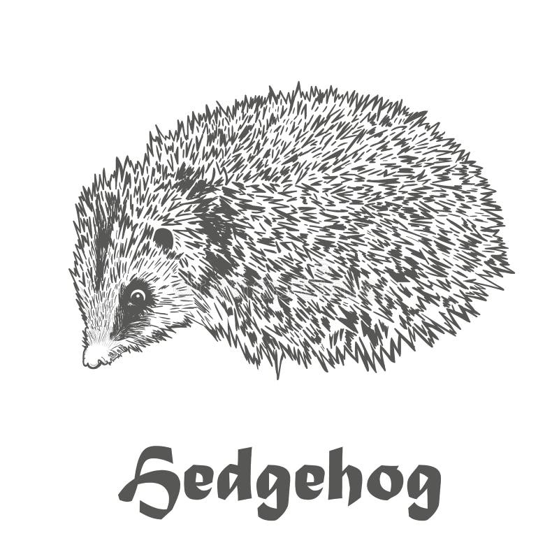Hedgehog Sketch Drawing Isolated on White Background Stock Vector ...