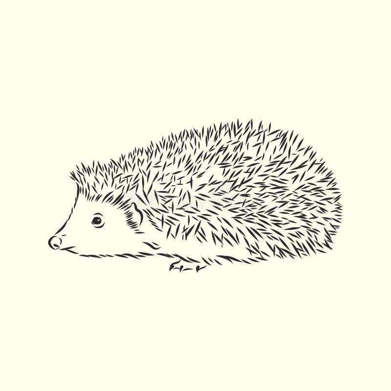 Hedgehog Sketch Drawing Isolated on White Background, Hedgehog, Vector ... Hedgehog Sketch Drawing Isolated on White Background, Hedgehog, Vector ...
