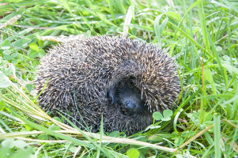 Hedgehog Sleeping Stock Images - Download 283 Royalty Free Photos