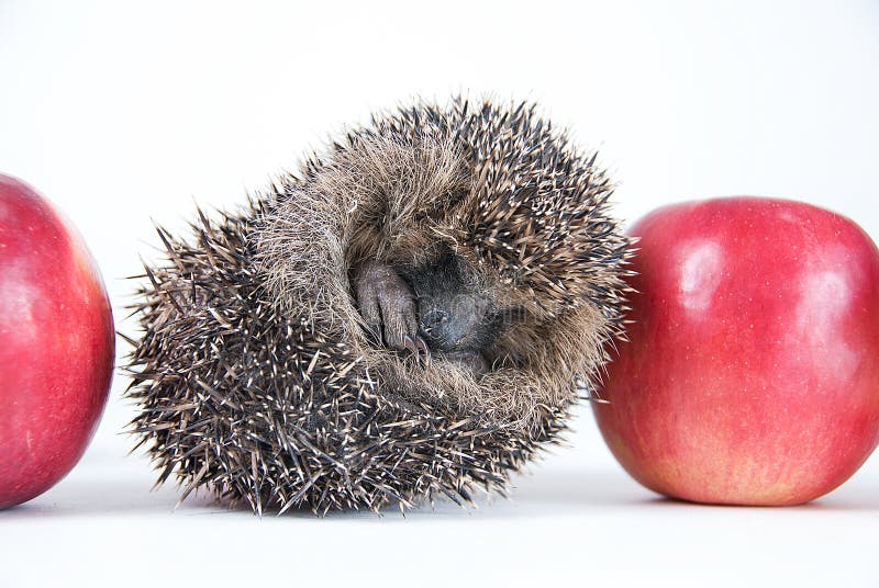 Hedgehog stock photo. Image of snout, spine, season, love - 36381644