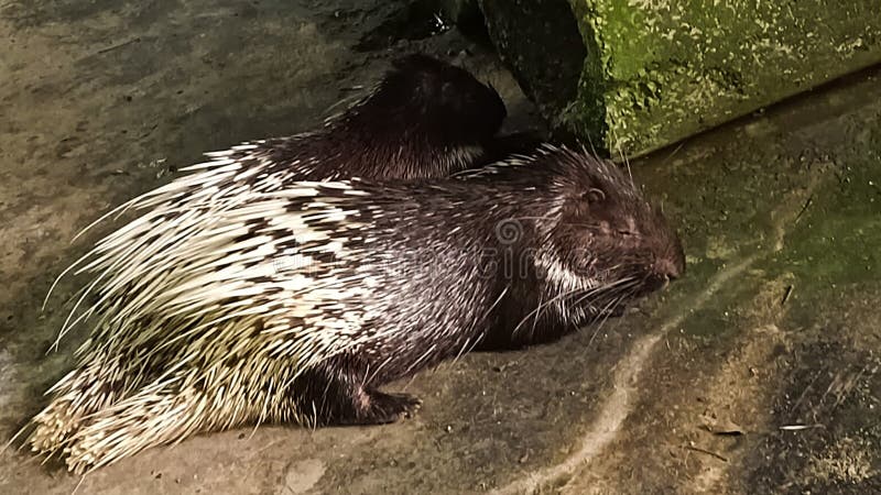 Hystrix sumatrae stock photo. Image of sharp, reflection - 319765892