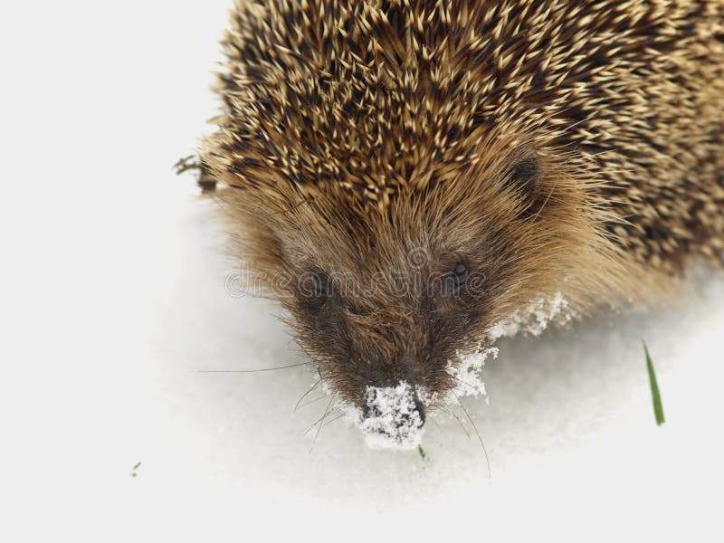 Hedgehog at the snow stock image. Image of spine, germany - 36137283