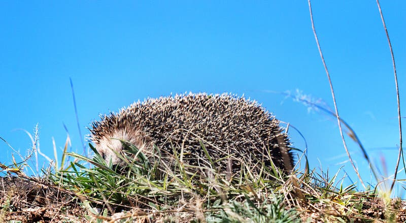 Hedgehog in the Spring Grass Stock Image - Image of breathe, hedgehog ...