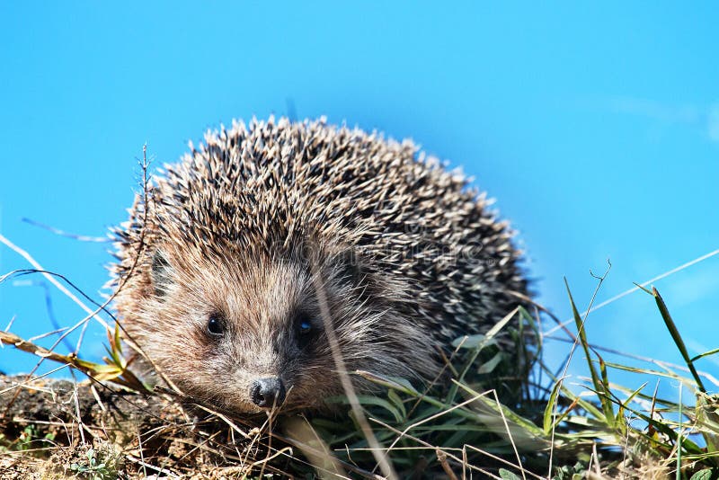 Hedgehog in the Spring Grass Stock Image - Image of mammals, portrait ...