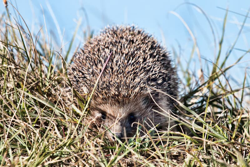 Hedgehog in the Spring Grass Stock Photo - Image of bunny, grassland ...