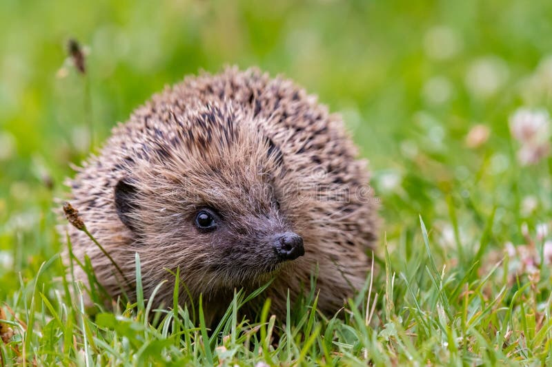 Hedgehog Standing in Grassland Stock Photo - Image of exploration ...