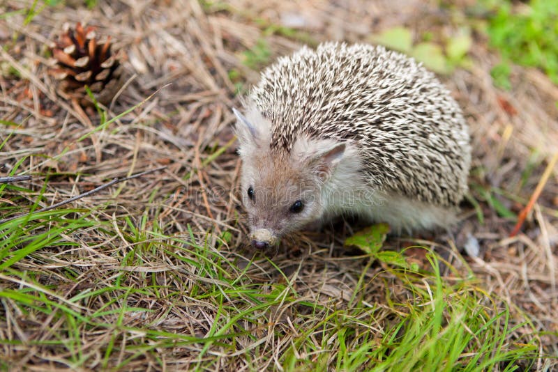 Hedgehog in Their Natural Habitat Stock Photo - Image of prickly ...