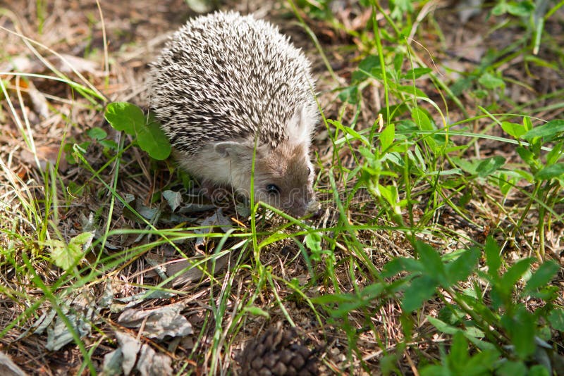 Hedgehog in Their Natural Habitat Stock Photo - Image of spine, green ...