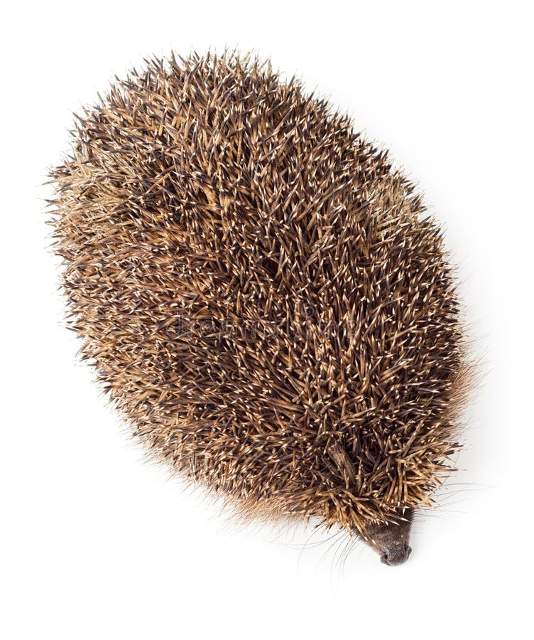 Hedgehog Lying Down Isolated White Background Stock Photos - Free ...