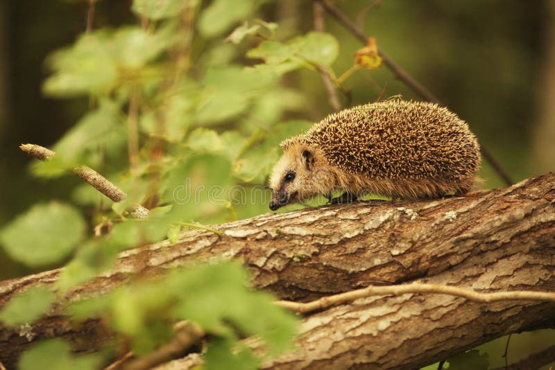 Hedgehog on the Tree Stump. Hedgehog Curled Up into a Ball Stock Image ...