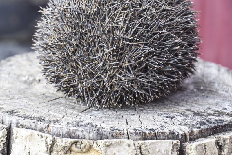 Hedgehog on the Tree Stump. Hedgehog Curled Up into a Ball Stock Image ...