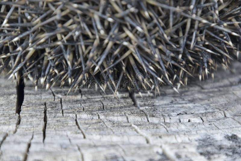 Hedgehog on the Tree Stump. Hedgehog Curled Up into a Ball Stock Photo ...