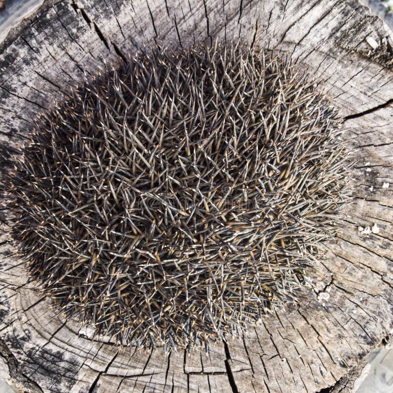 Hedgehog on the Tree Stump. Hedgehog Curled Up Stock Photo - Image of ...