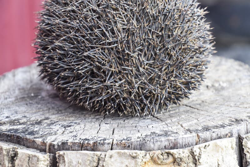Hedgehog on the Tree Stump. Hedgehog Curled Up into a Ball Stock Photo ...
