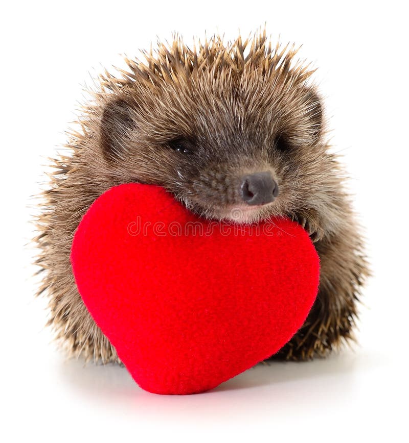 Hedgehog with Valentine Heart Stock Photo - Image of mammals, heart ...