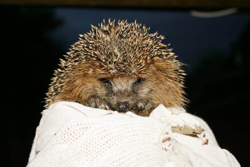 Hedgehog stock image. Image of wildanimal, brown, evening - 89317181