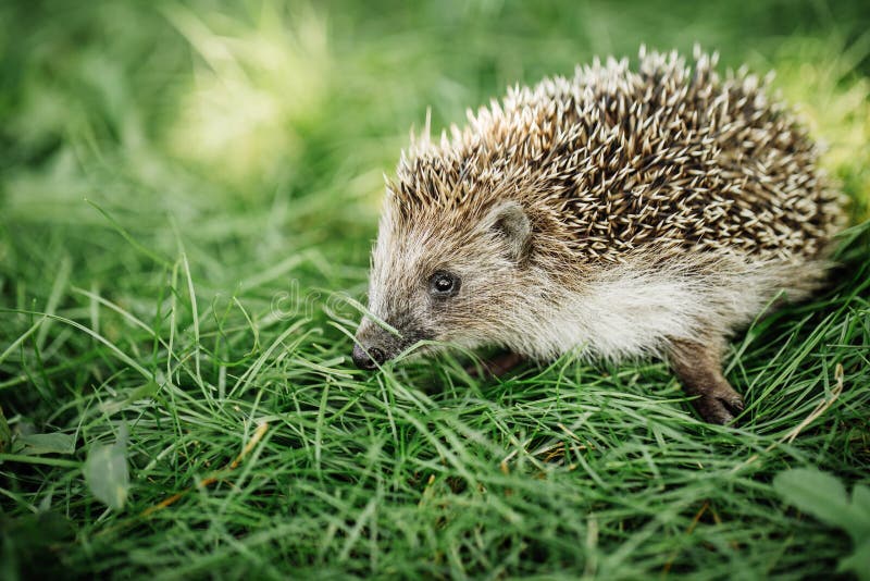 European Wild Hedgehog In The Woods Stock Photo - Image of small ...