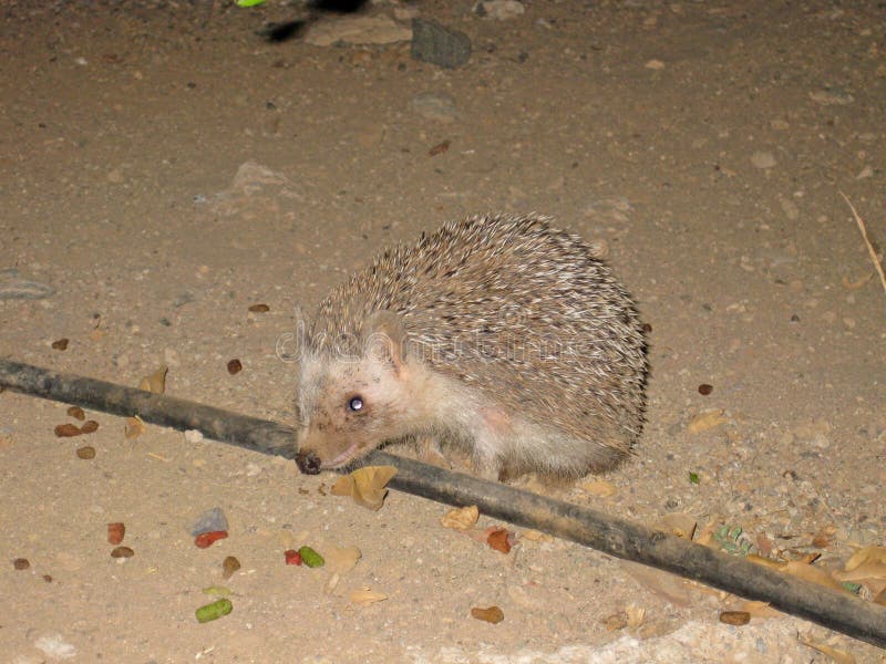 Hedgehog at Night stock photo. Image of whitebreasted - 151441864