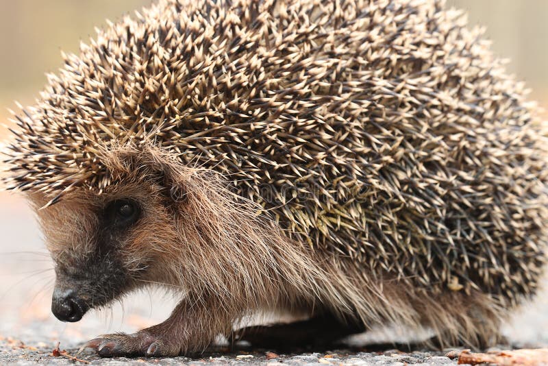 Hedgehog walking at forest stock image. Image of quill - 55881919