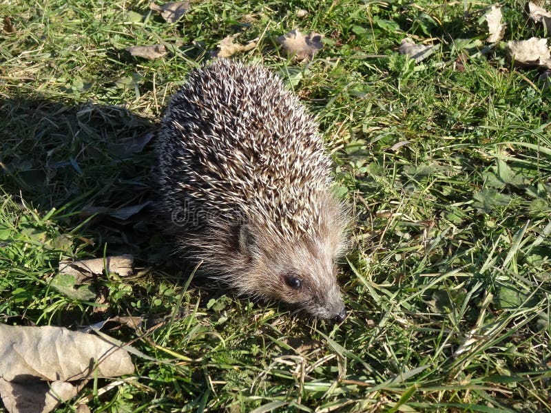 Walking Hedgehog in White Back Stock Image - Image of full, organism ...